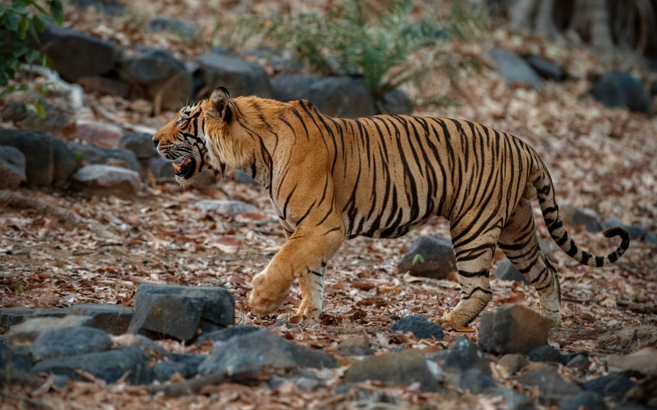 The Future of Wildlife Tourism and Tiger Safaris in India