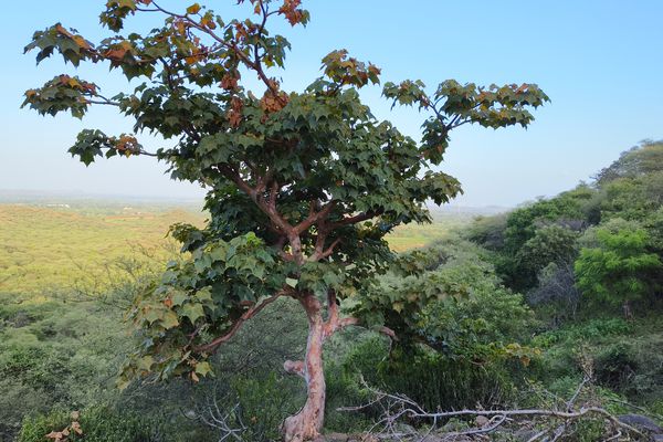 Flora in Bandhavgarh: List of Most Beautiful Plants in Park